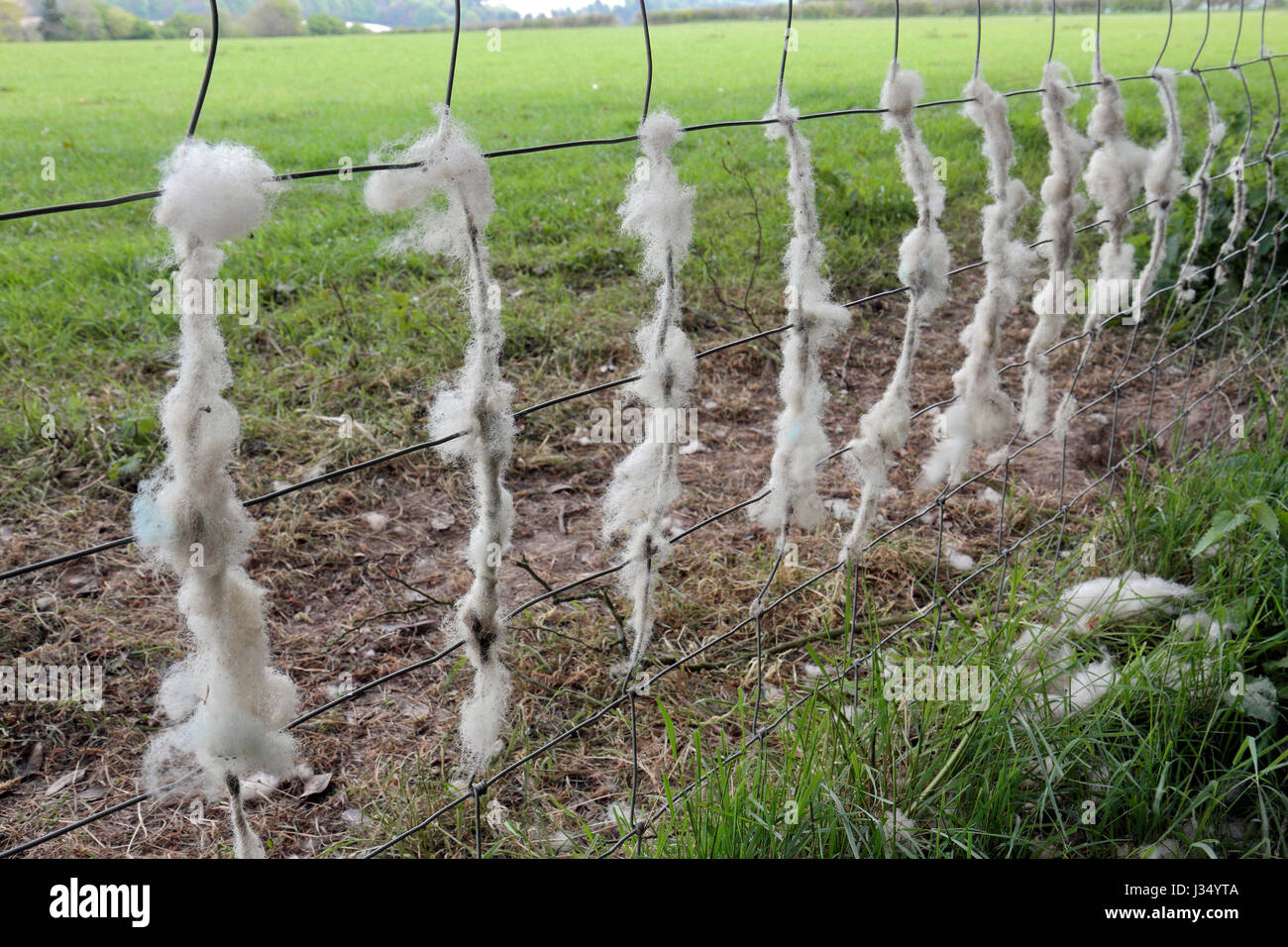 Sheeps wool on wire fence hi-res stock photography and images - Alamy