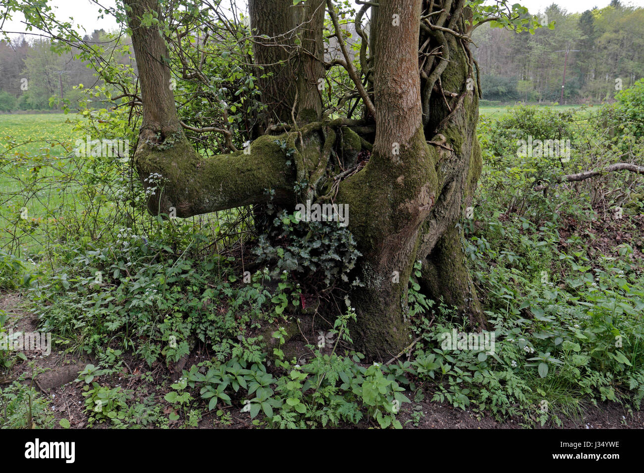Unusually shaped tree in the English countryside close to Wendover ...