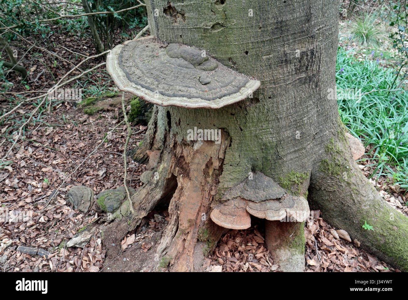 Ganoderma tree fungus (Ganoderma applanatum) on a tree in the Chilterns ...