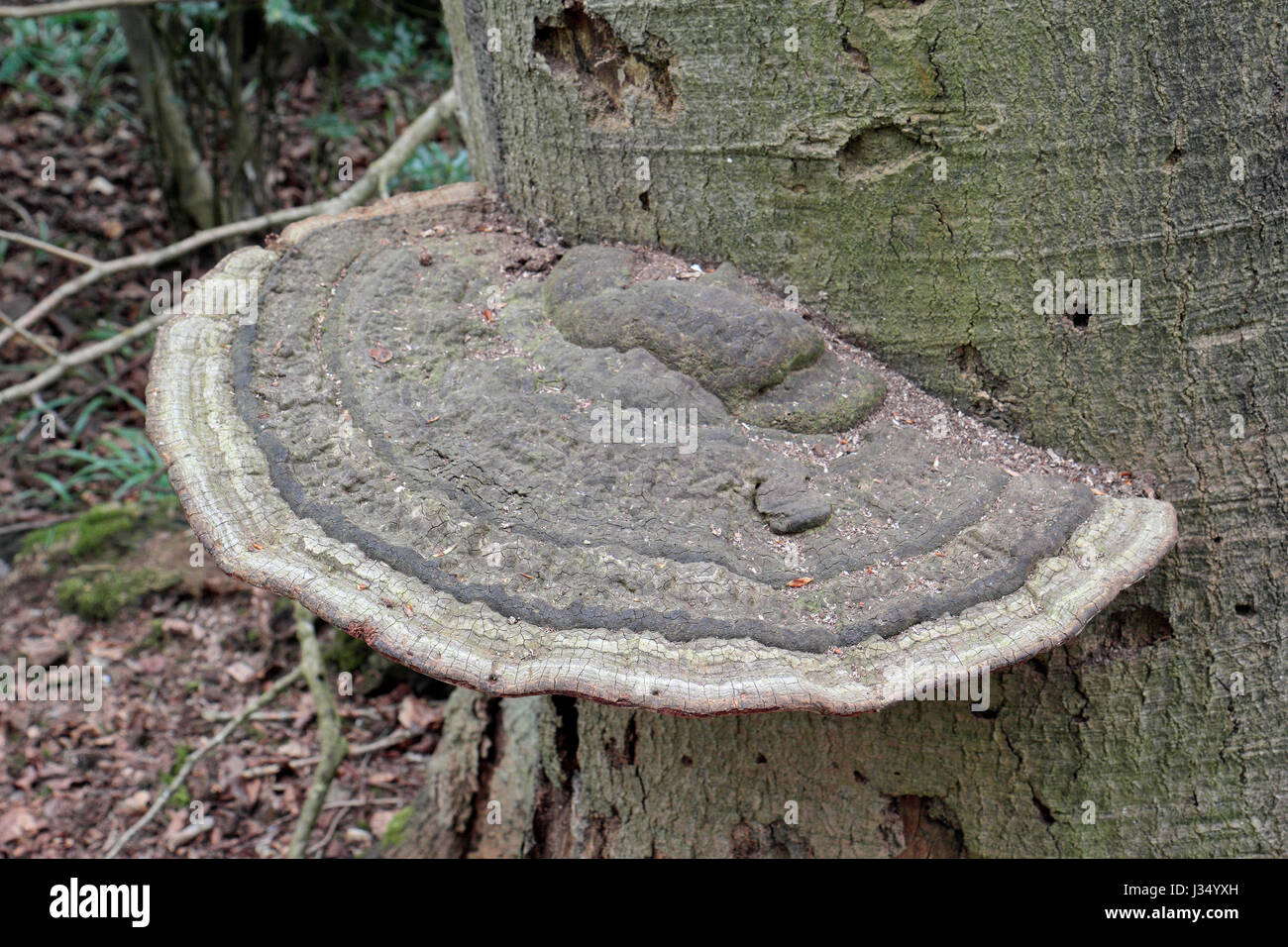 Ganoderma tree fungus (Ganoderma applanatum) on a tree in the Chilterns ...