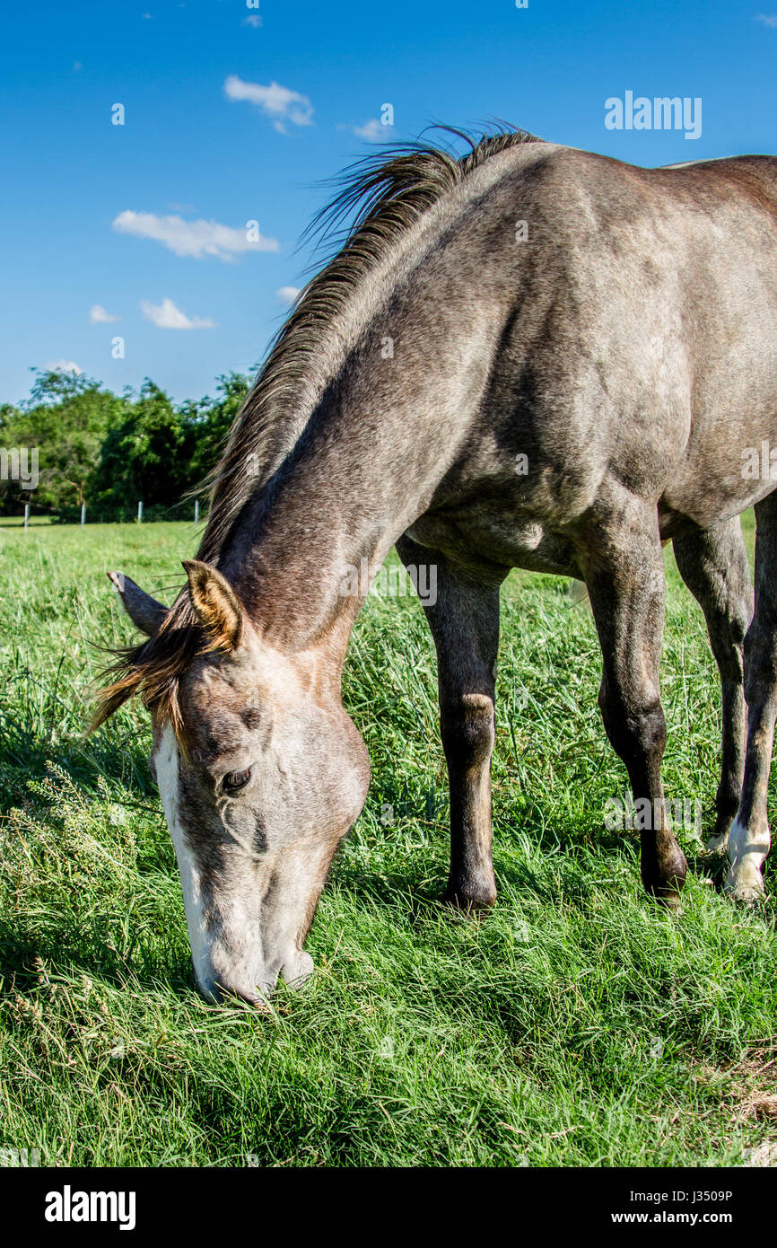 Gray Quarter Horses