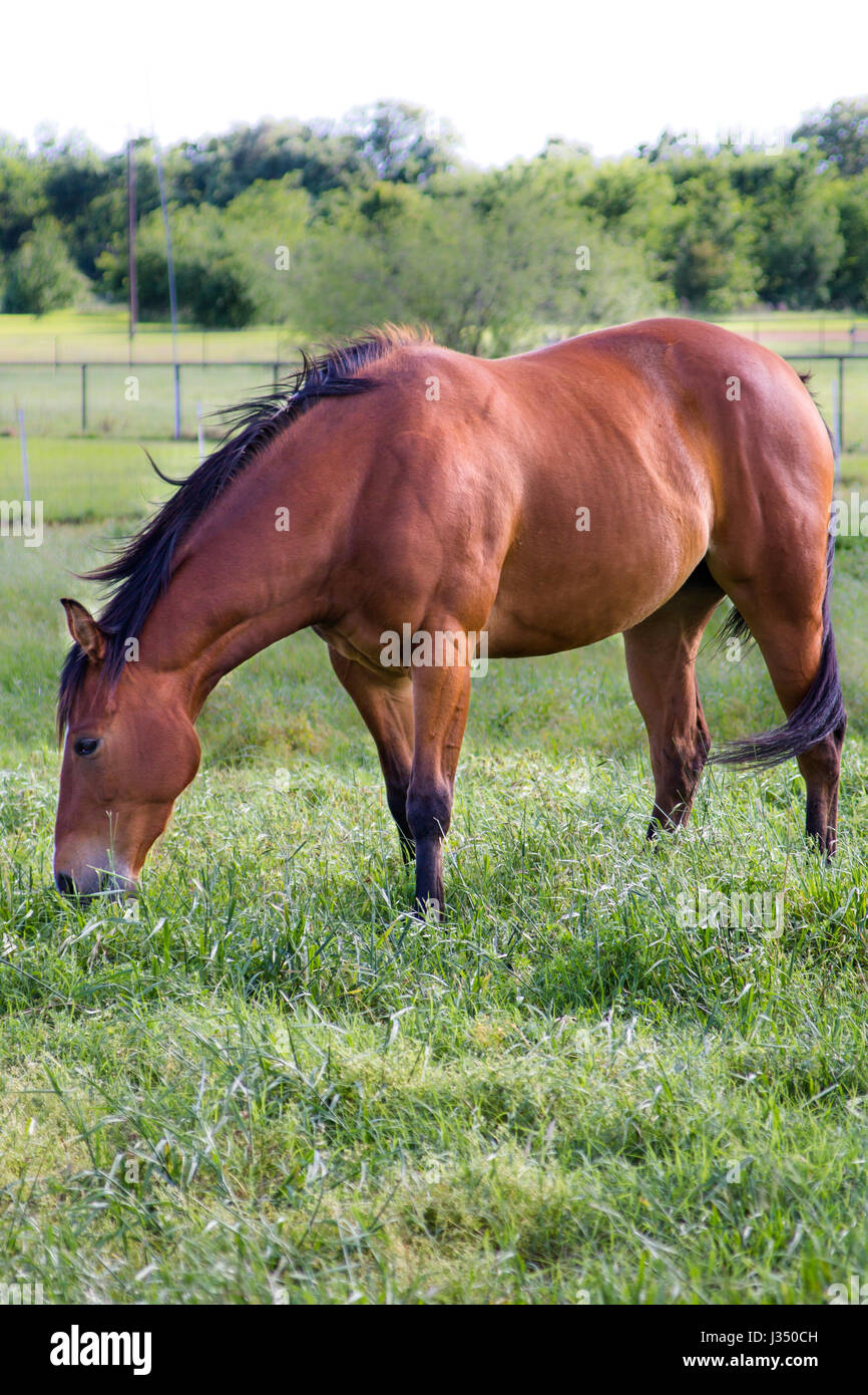 Bright bay filly hi-res stock photography and images - Alamy