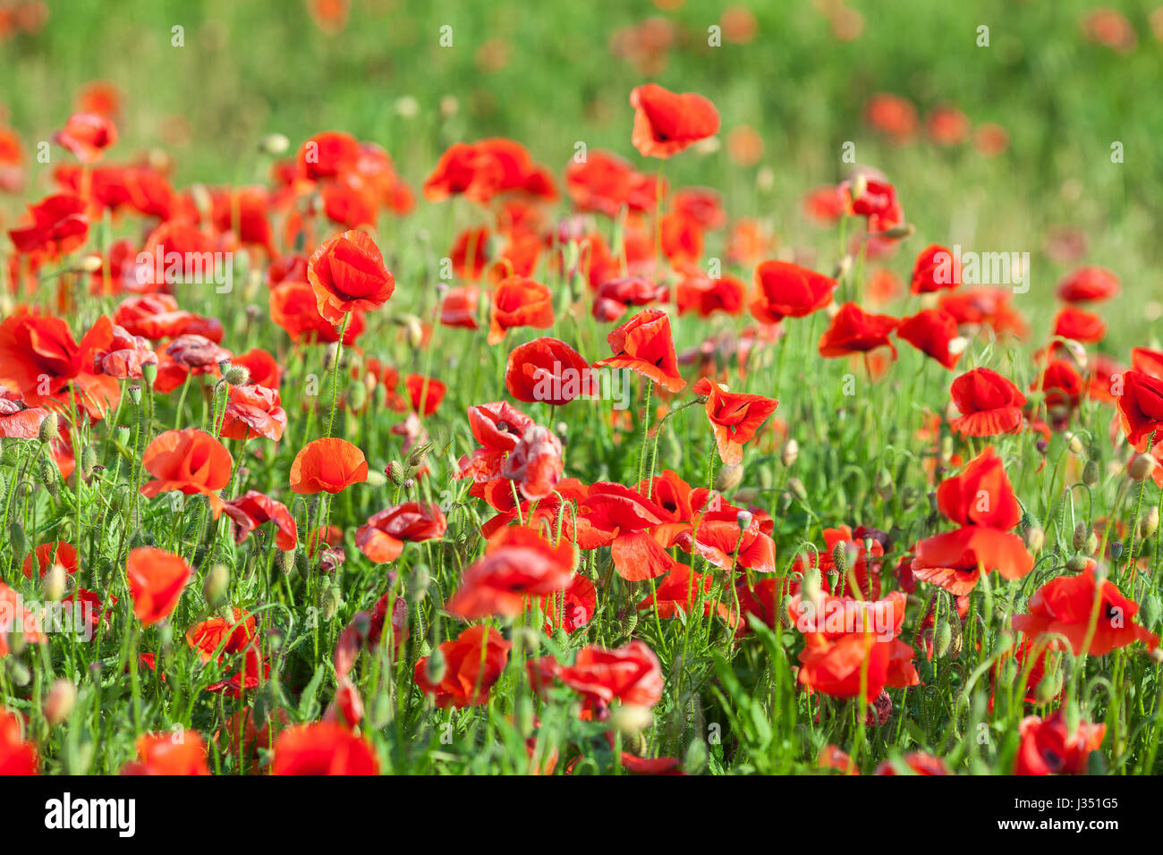 Poppy farming, nature, agriculture concept - industrial farming of ...