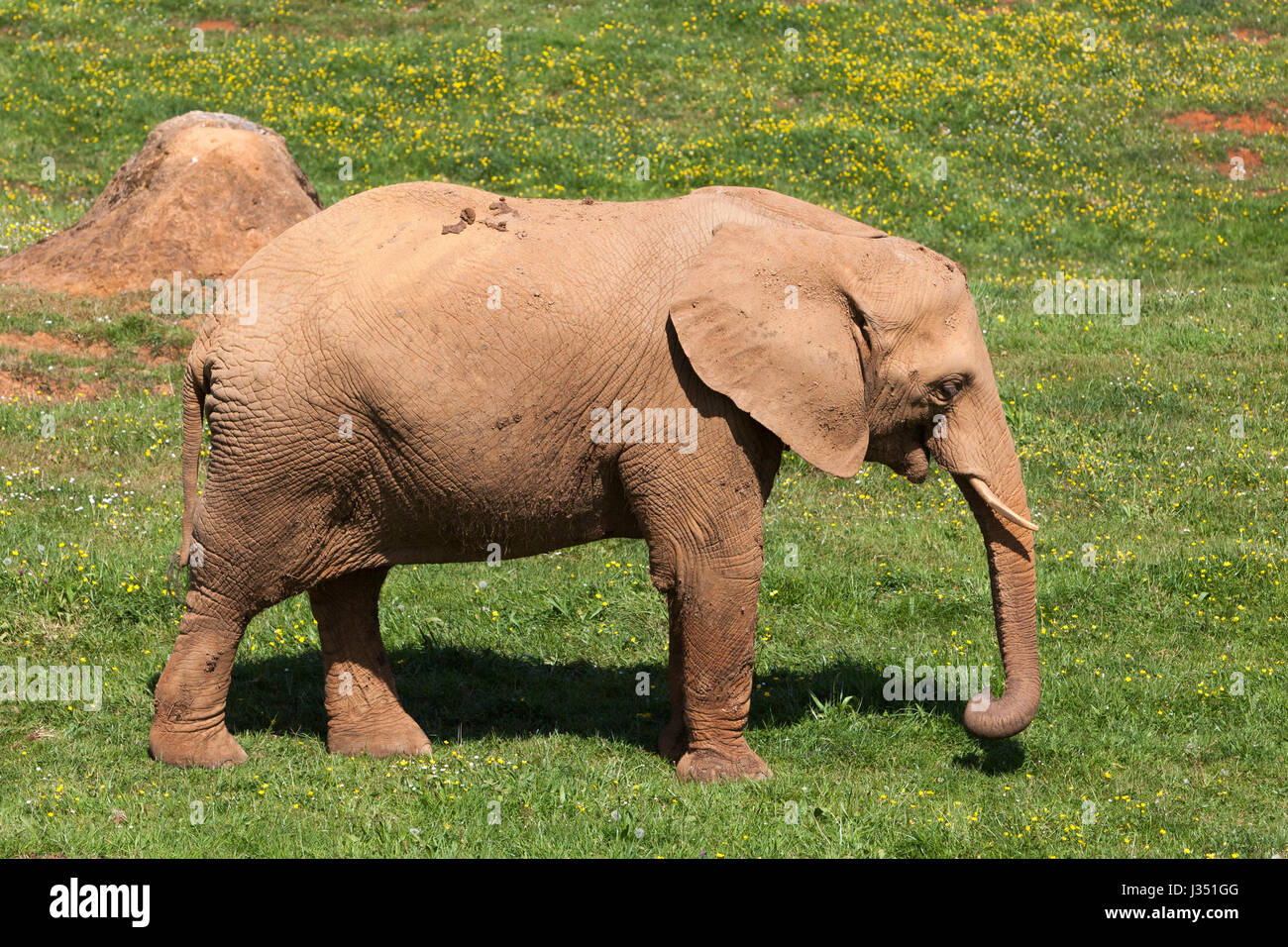 Elephant small tusks hi-res stock photography and images - Alamy