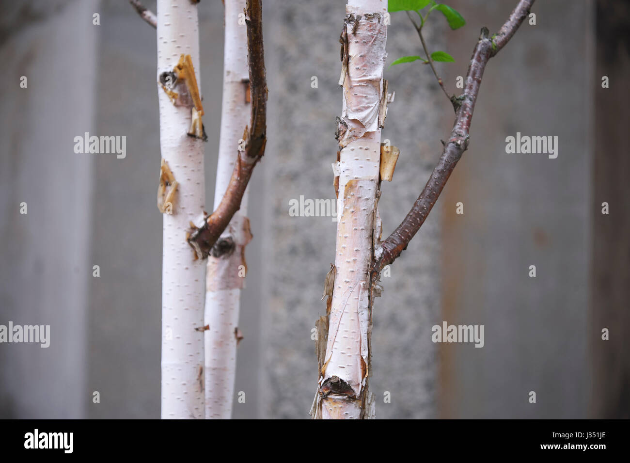 Silver Birch Trees against urban concrete Stock Photo - Alamy