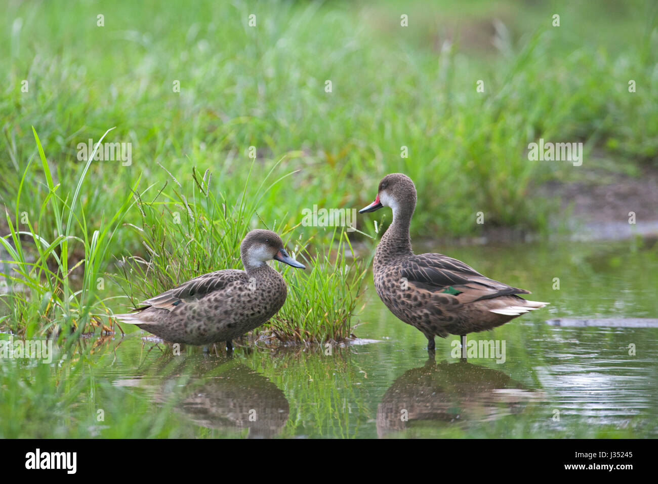 Bahama pintail duck anas bahamensis hi-res stock photography and images ...