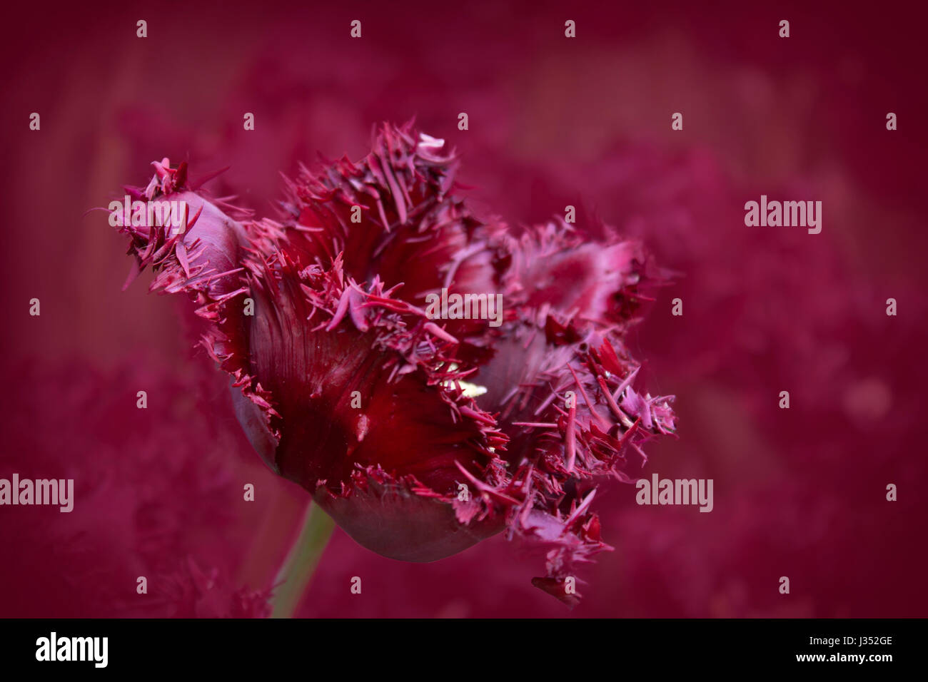 Purple bud hi-res stock photography and images - Alamy