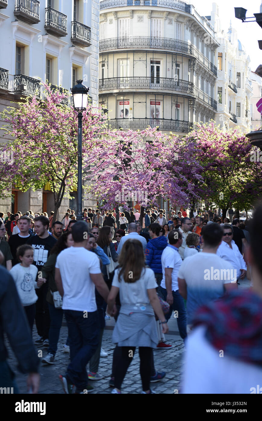 Trees blossom in the city above people crowd Stock Photo - Alamy