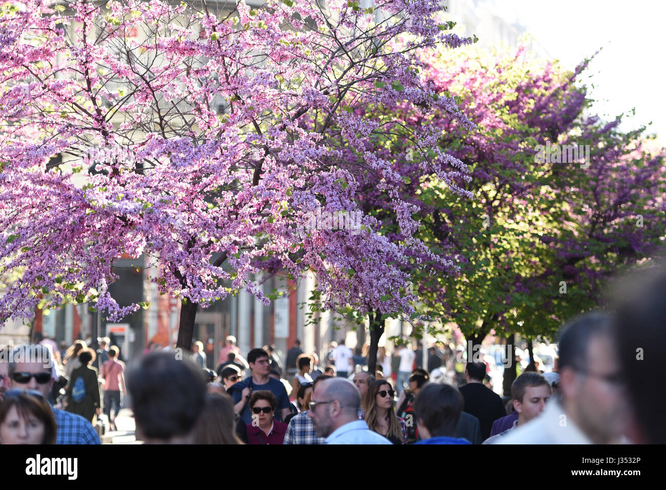Trees blossom in the city above people crowd Stock Photo - Alamy