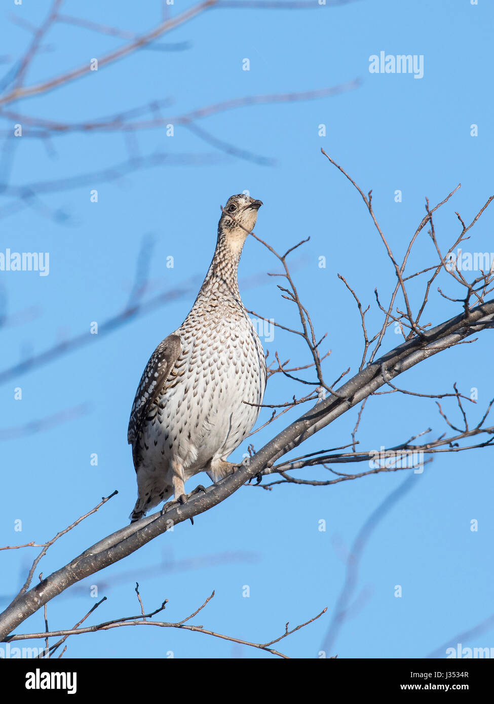 Sharp tailed grouse flying hi-res stock photography and images - Alamy