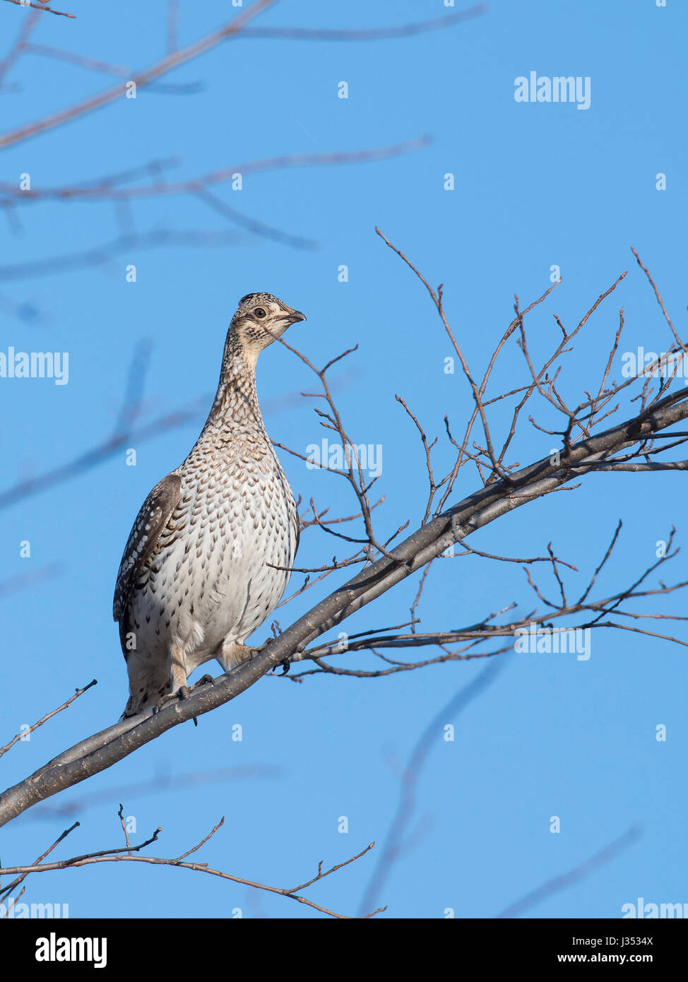 Sharp tailed grouse female hi-res stock photography and images - Alamy