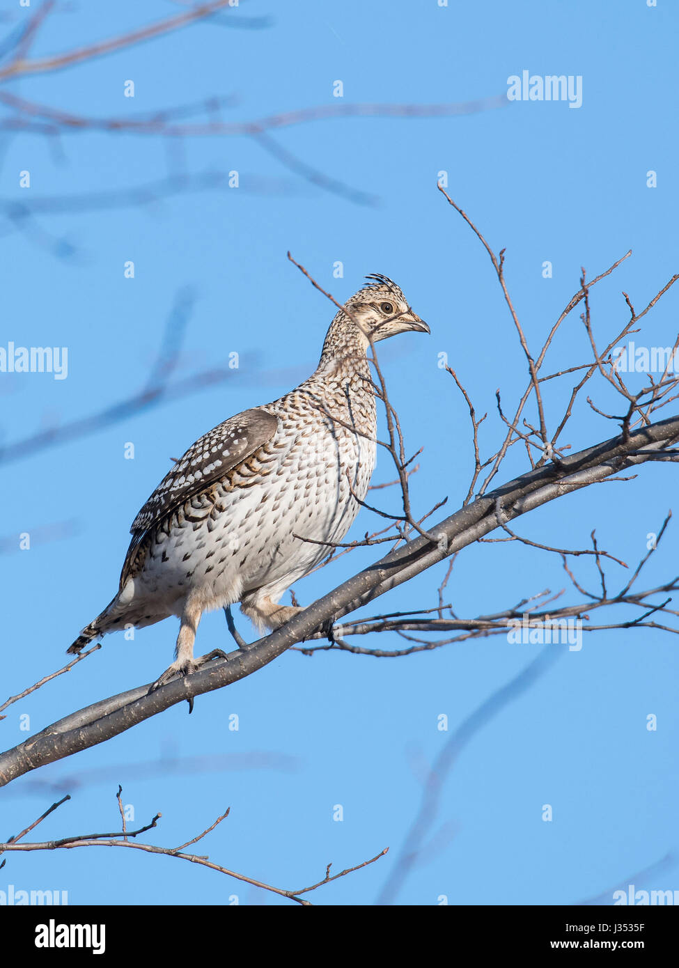 Flying grouse hi-res stock photography and images - Alamy