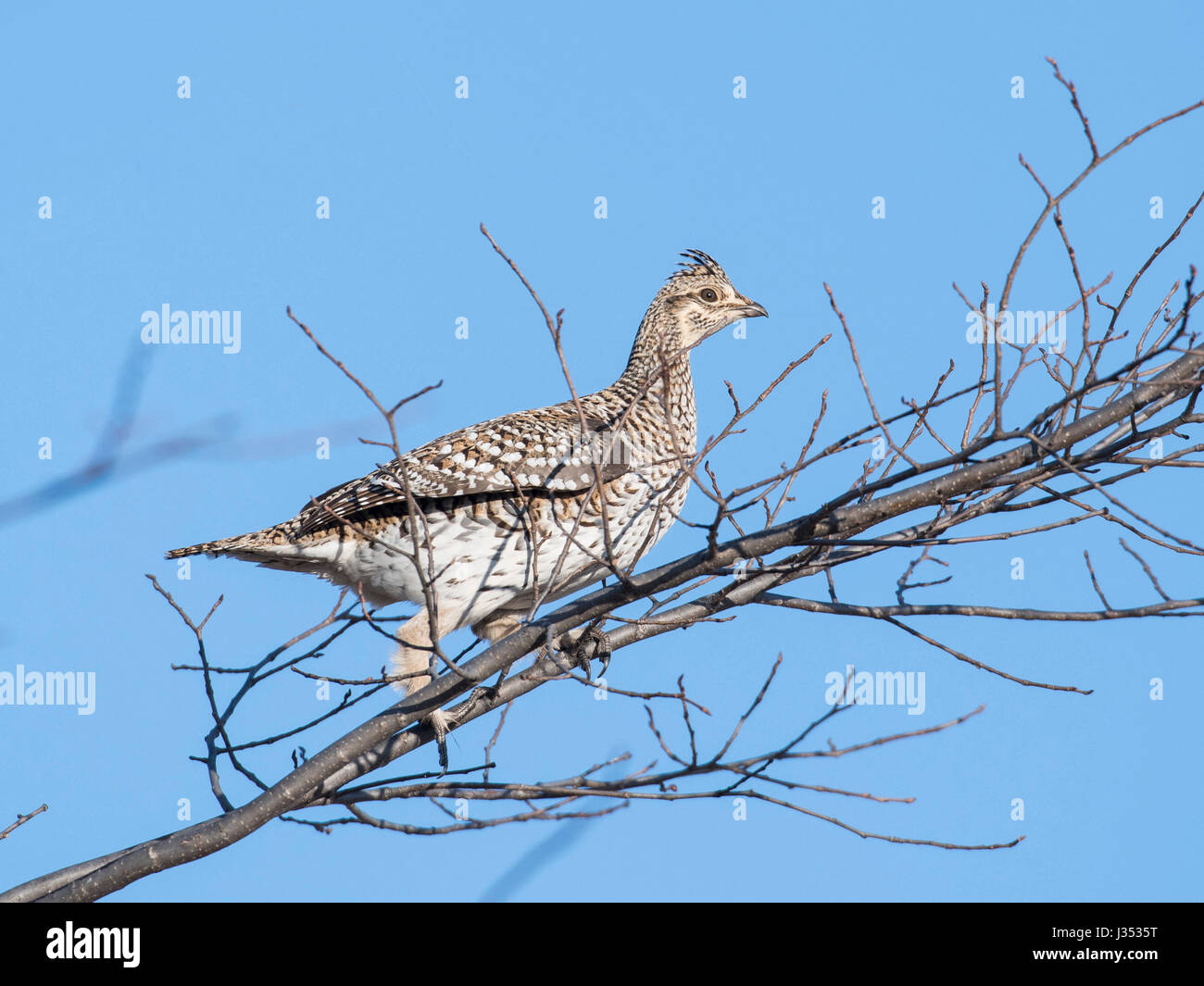 Sharp tailed grouse flying hi-res stock photography and images - Alamy