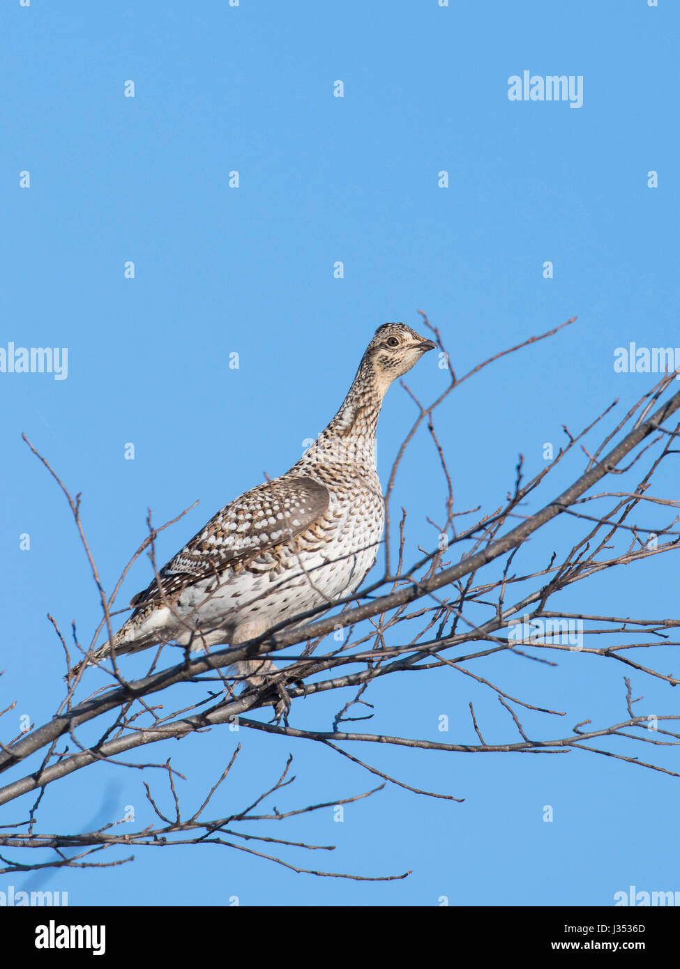 Sharp tailed grouse female hi-res stock photography and images - Alamy