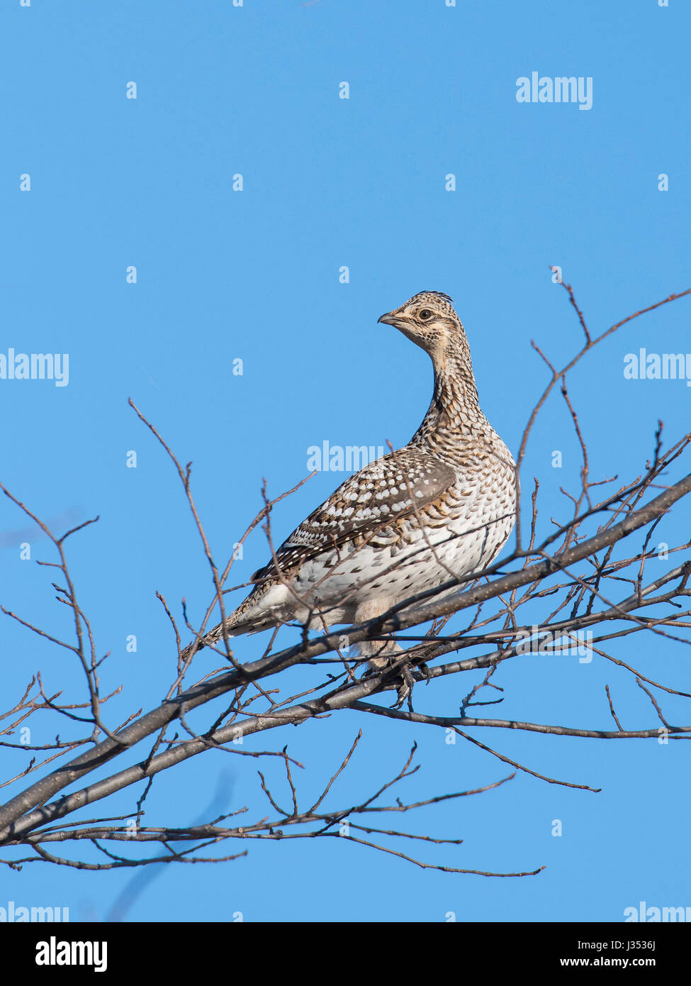 Sharp Tailed Grouse Flying