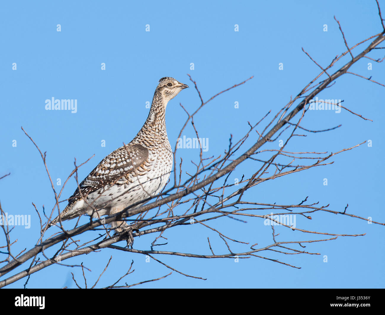 Sharptailed Grouse in a tree Stock Photo - Alamy