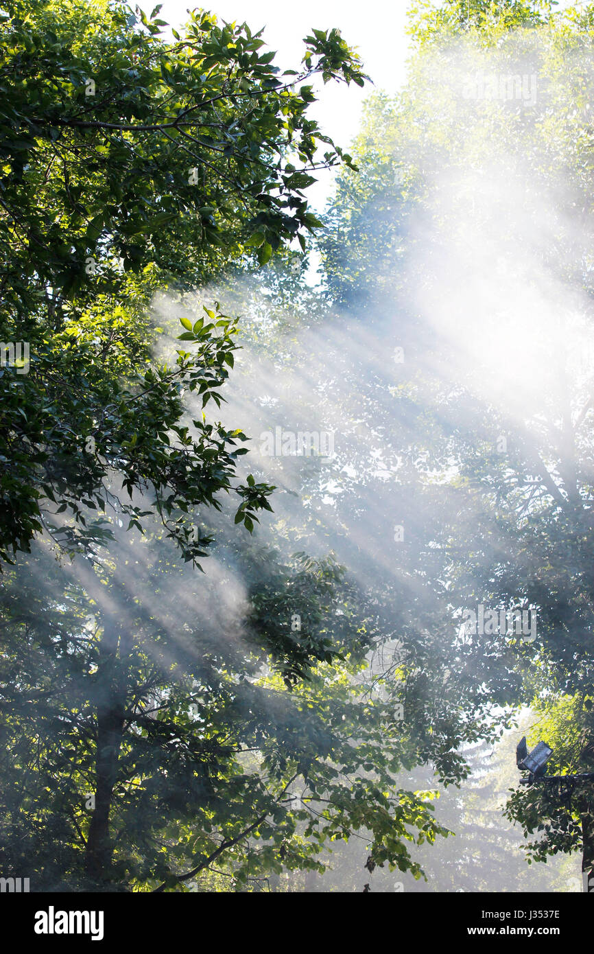 Seeing light through the green Stock Photo - Alamy