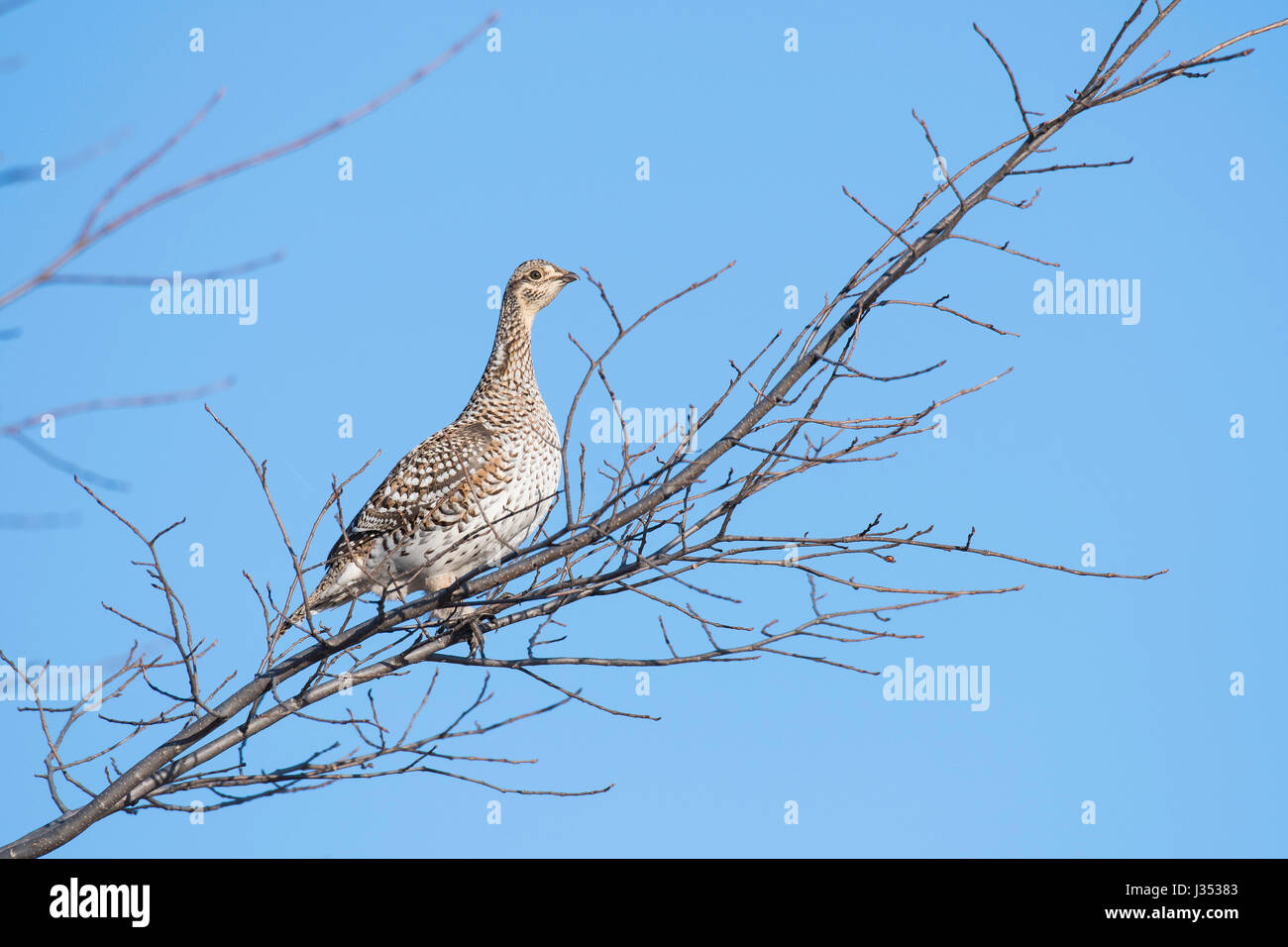 Sharp tailed grouse female hi-res stock photography and images - Alamy