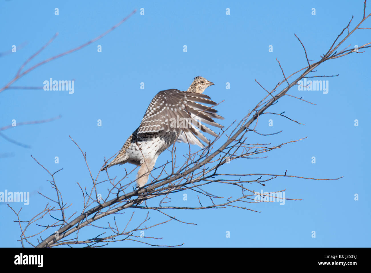 Sharp tailed grouse female hi-res stock photography and images - Alamy