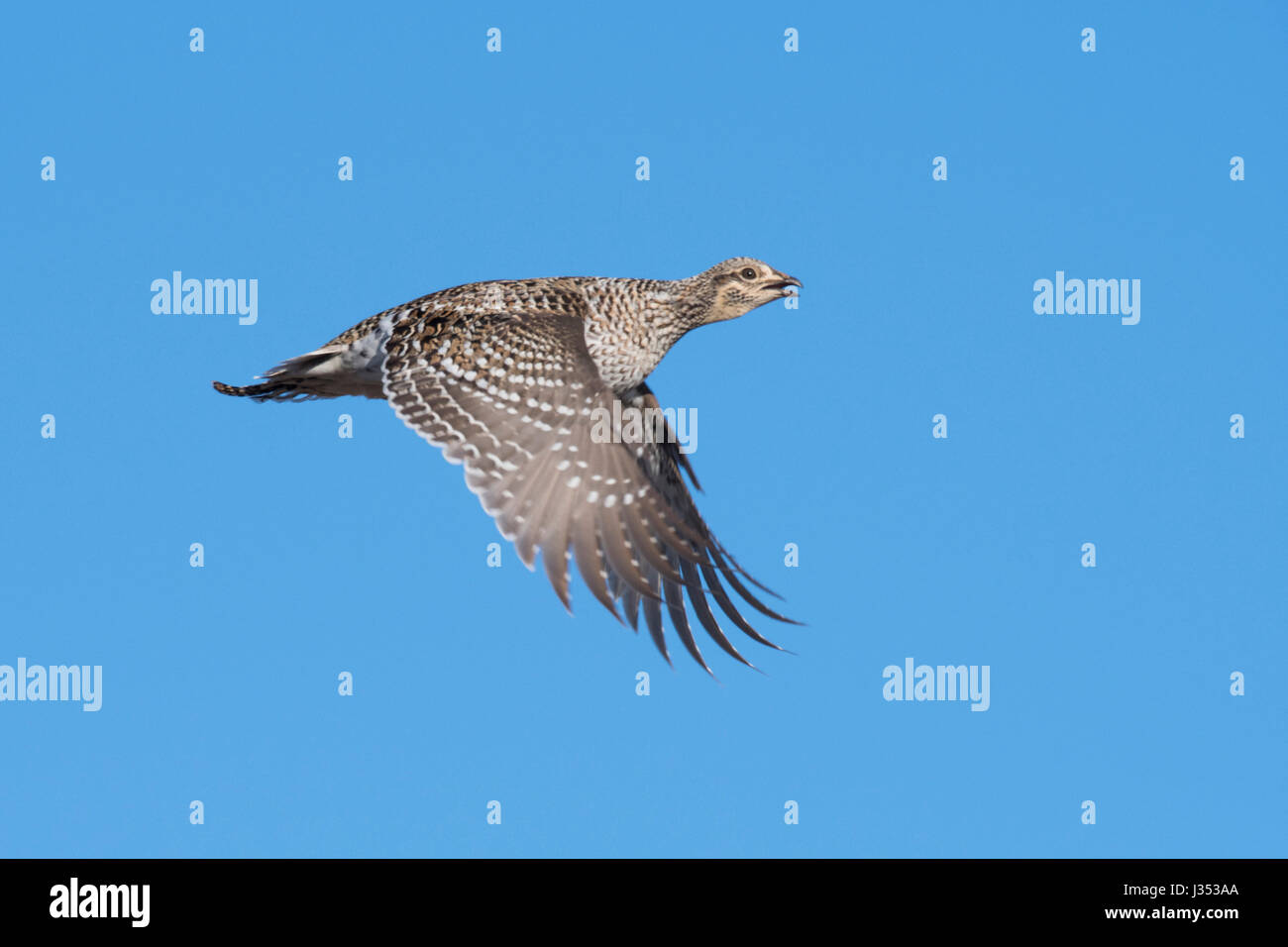 Flying grouse hi-res stock photography and images - Alamy