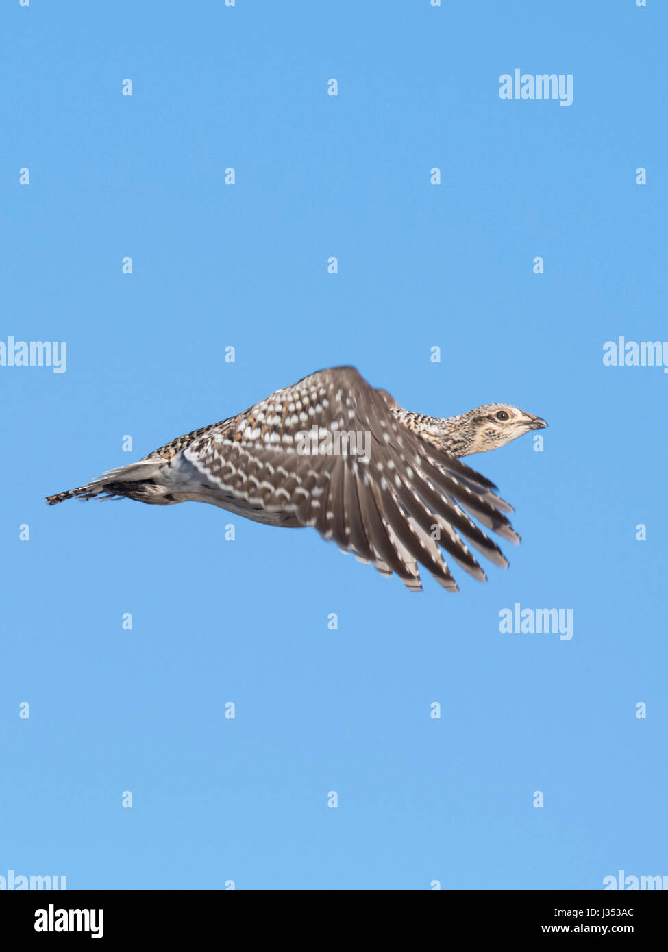 Flying grouse hi-res stock photography and images - Alamy