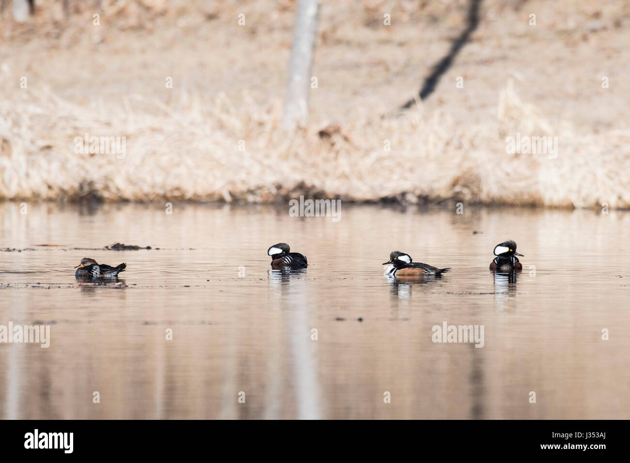 Hooded Mergansers in the spring in Minnesota Stock Photo - Alamy