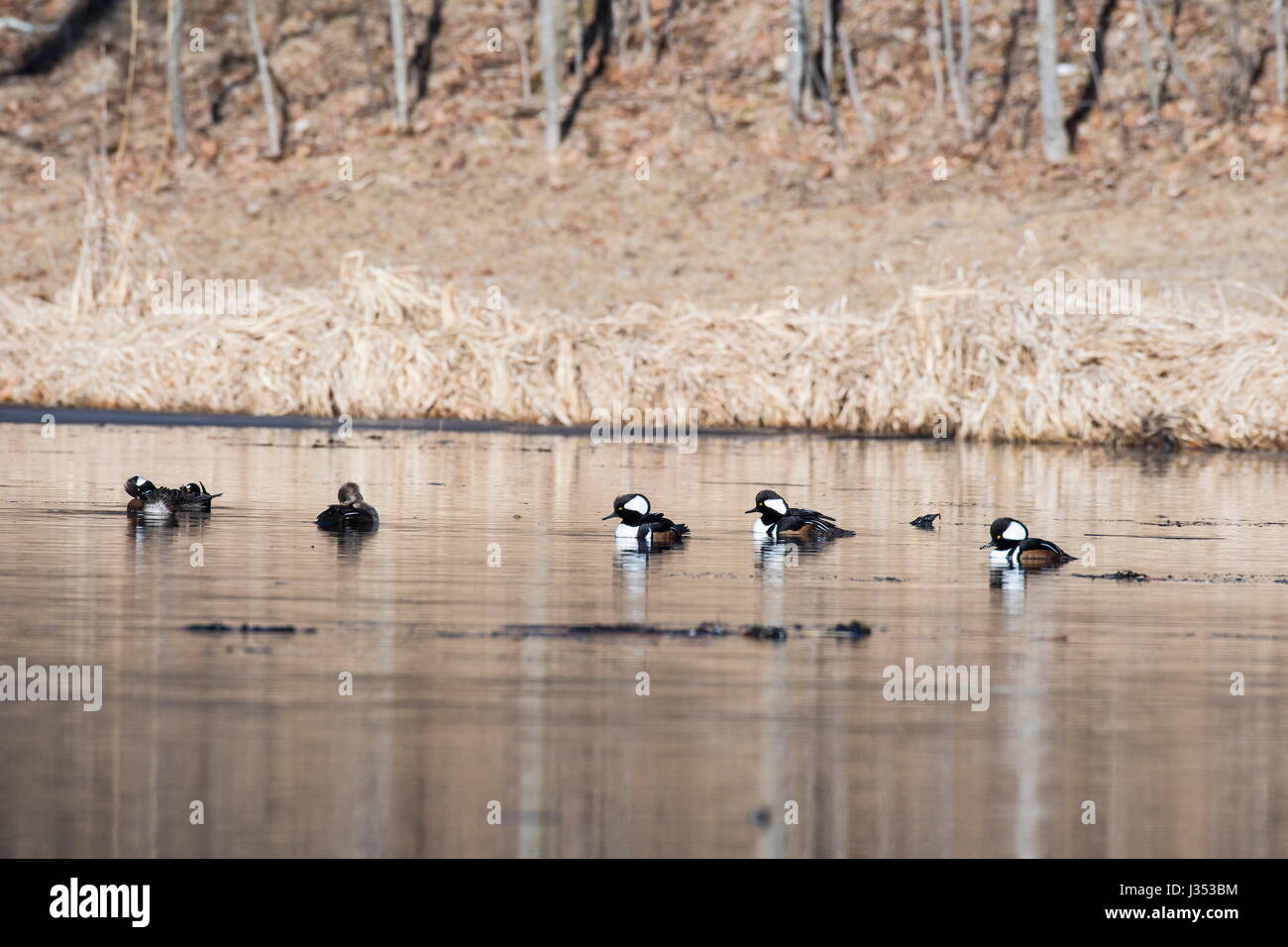 Hooded Mergansers in the spring in Minnesota Stock Photo - Alamy