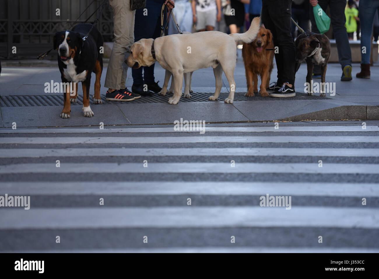 Dogs standing in front of road Stock Photo - Alamy