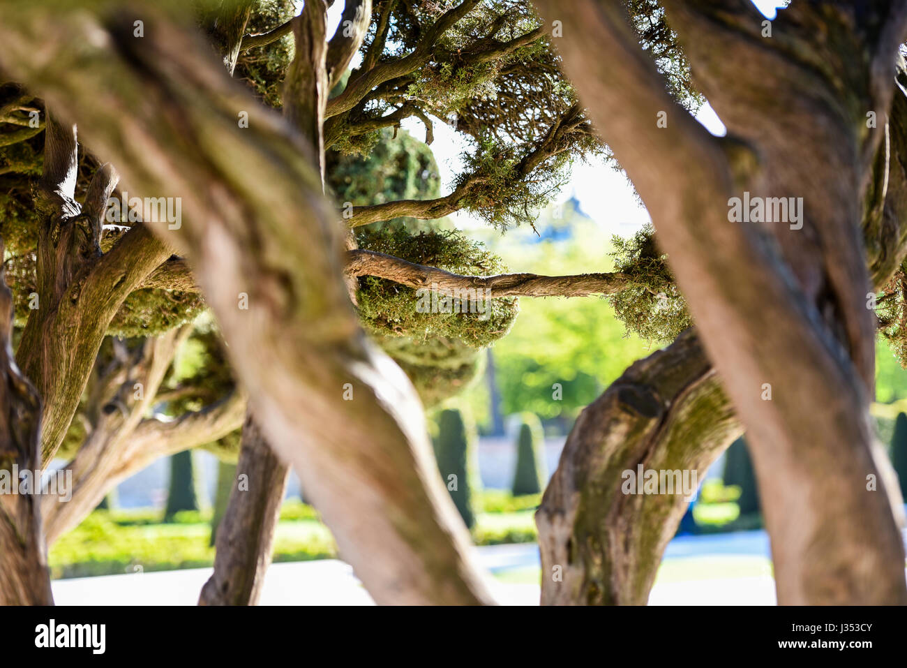 The Mediterranean Cypress tree (species: Cupressus sempervirens) is ...