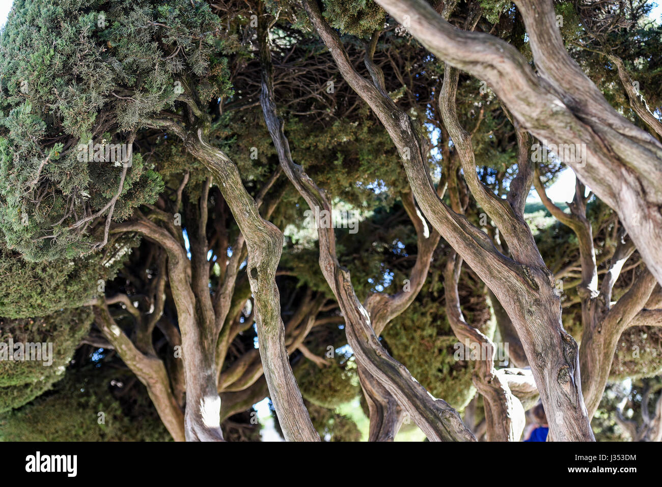 The Mediterranean Cypress tree (species: Cupressus sempervirens) is ...