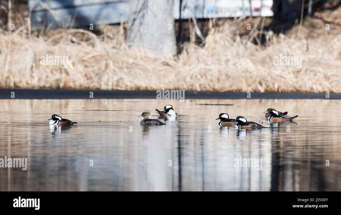 Hooded Mergansers in the spring in Minnesota Stock Photo - Alamy