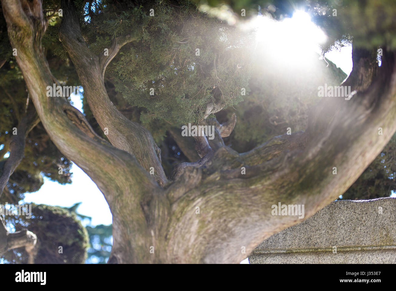 The Mediterranean Cypress tree (species: Cupressus sempervirens) is ...