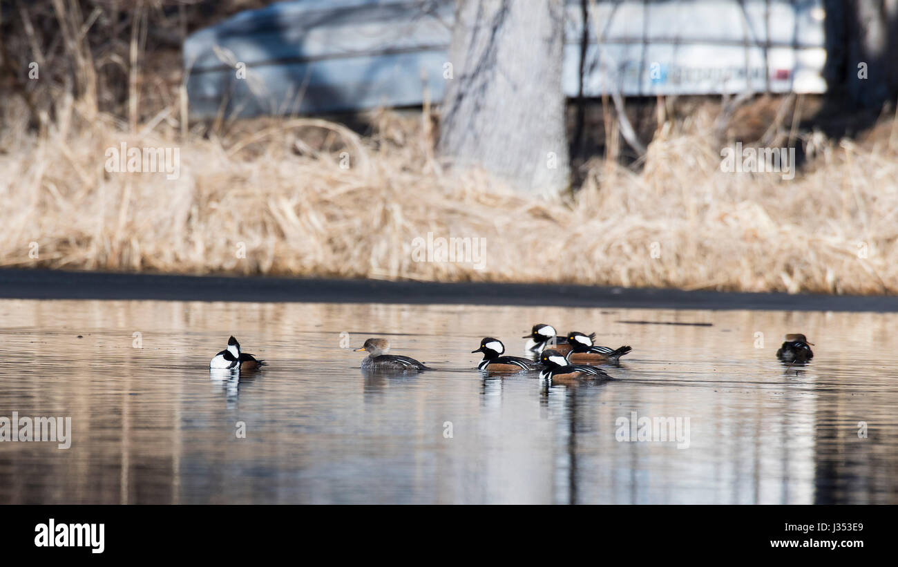 Hooded Mergansers in the spring in Minnesota Stock Photo - Alamy
