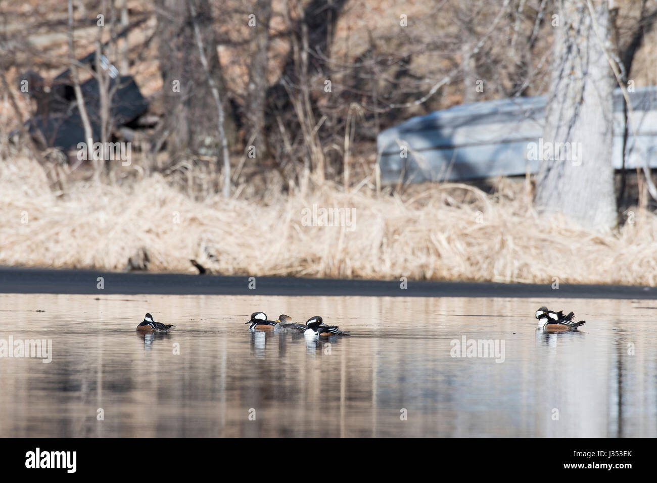 Hooded Mergansers in the spring in Minnesota Stock Photo - Alamy