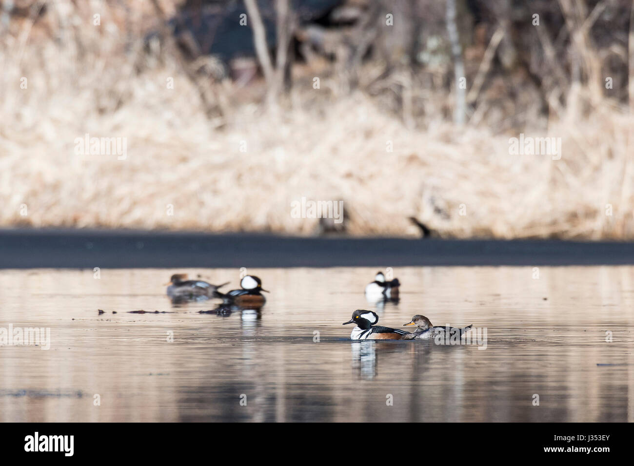 Hooded Mergansers in the spring in Minnesota Stock Photo - Alamy