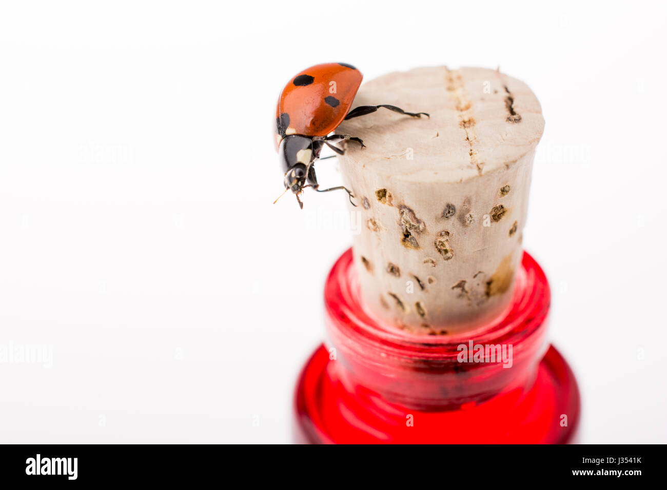 Beautiful photo of red ladybug walking on a bottle Stock Photo - Alamy