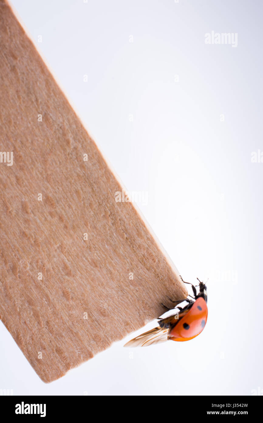 Beautiful photo of red ladybug walking on a piece of wood Stock Photo ...