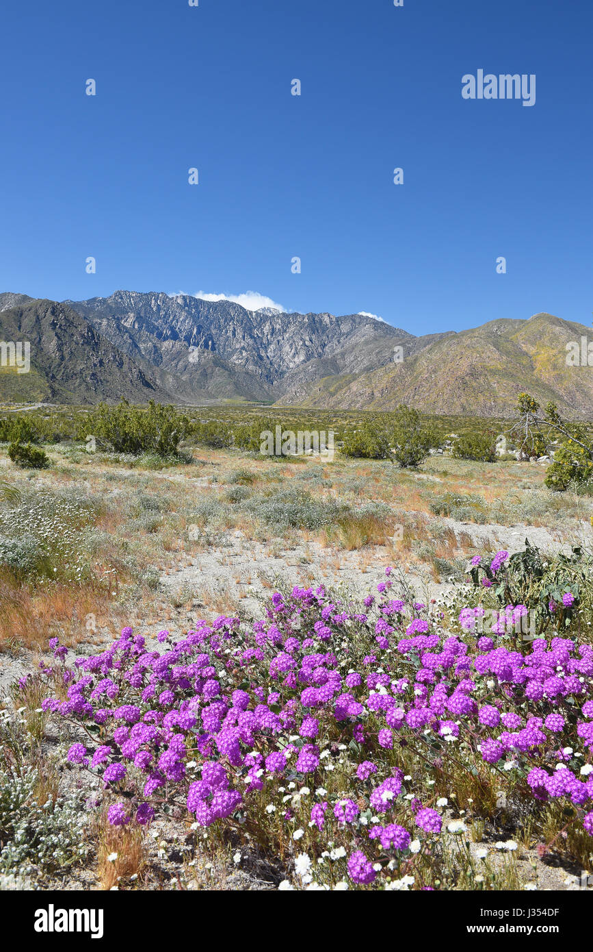 Purple desert wildflowers with cloud and snow capped San Jacinto ...