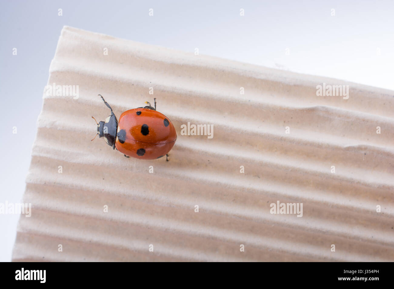 Beautiful photo of red ladybug walking on paper Stock Photo - Alamy