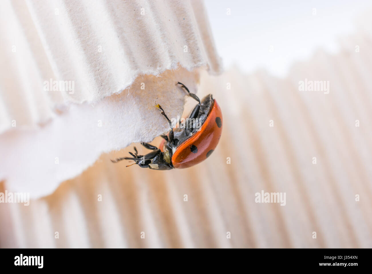 Beautiful photo of red ladybug walking on paper Stock Photo - Alamy
