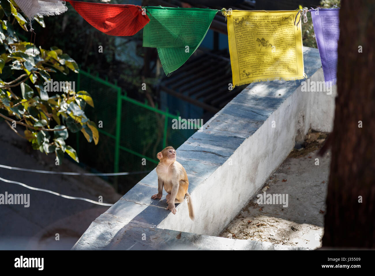 Cute juvenile rhesus macaque monkey (Macaca mulatta) looking at colourful Tibetan prayer flags ...