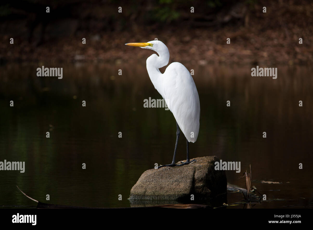 Great White Egret standing on a rock Stock Photo - Alamy