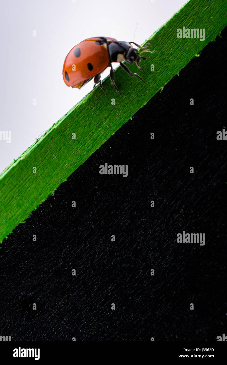 Beautiful photo of red ladybug walking on a notice board Stock Photo ...