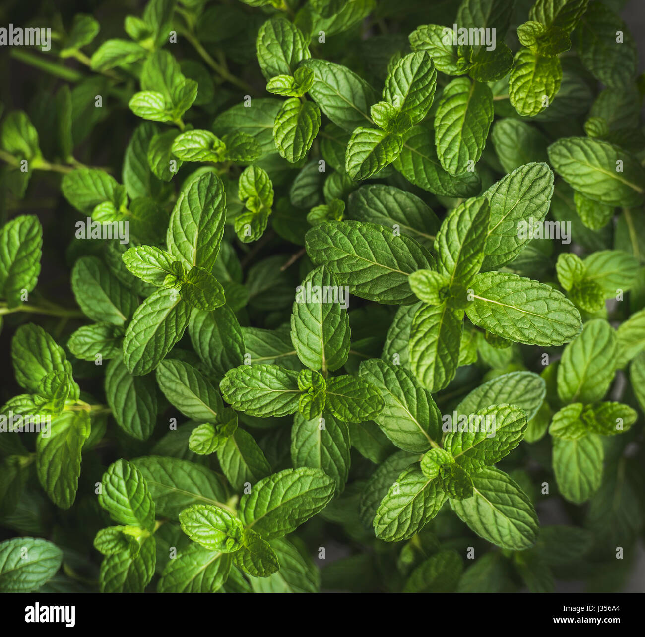 Fresh green pepper mint leaves texture, background or wallpaper Stock ...