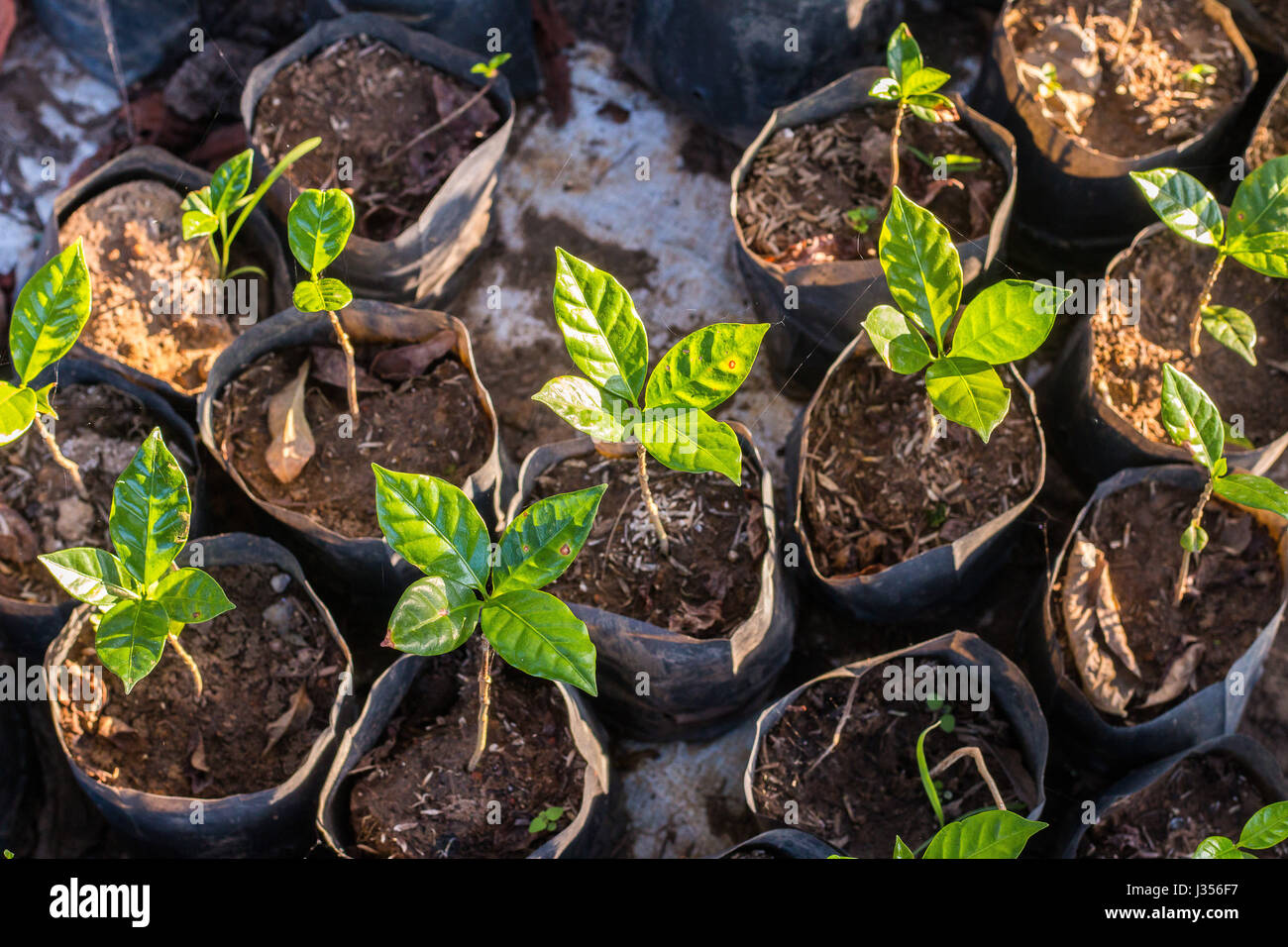 Arabica coffee seedlings in morning Stock Photo - Alamy