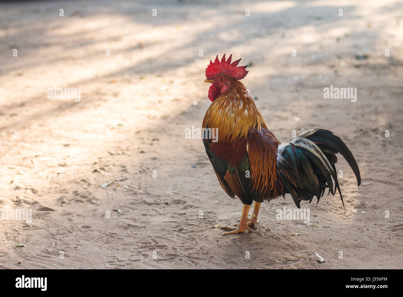 Chicken living in the Morning wiht holiday Stock Photo - Alamy