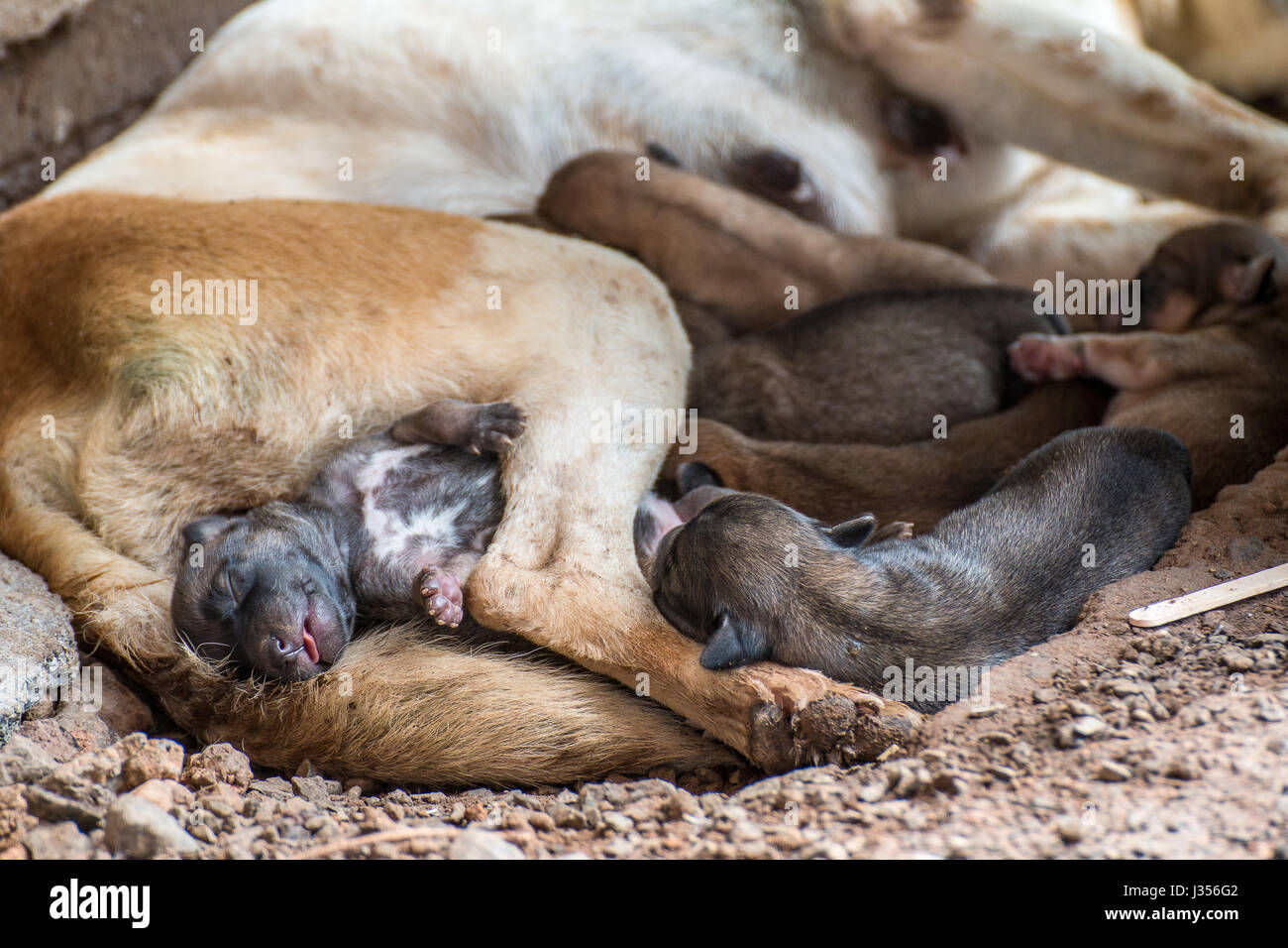 Dog Mother and its children happly Stock Photo - Alamy
