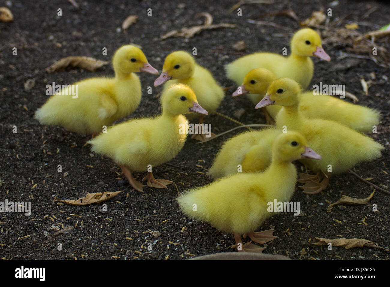 Several yellow ducks in the cove Stock Photo - Alamy