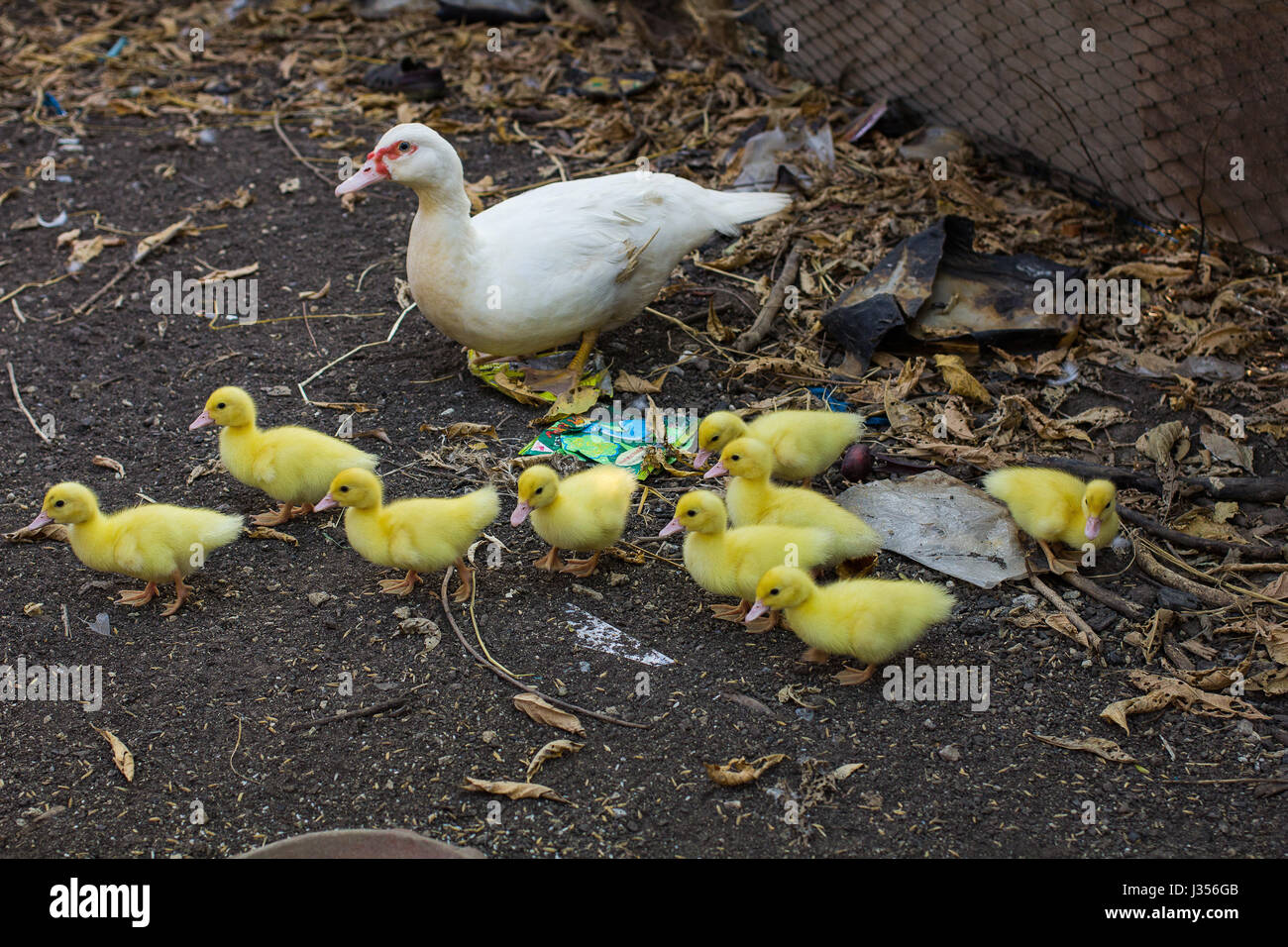 Several yellow ducks in the cove Stock Photo - Alamy