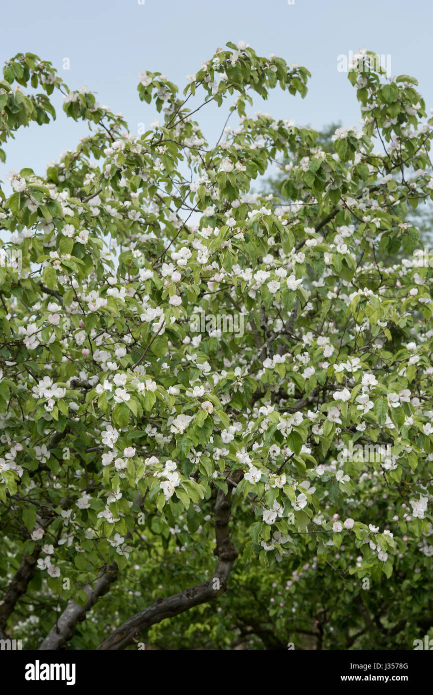 Quince cydonia oblonga in flower hi-res stock photography and images ...